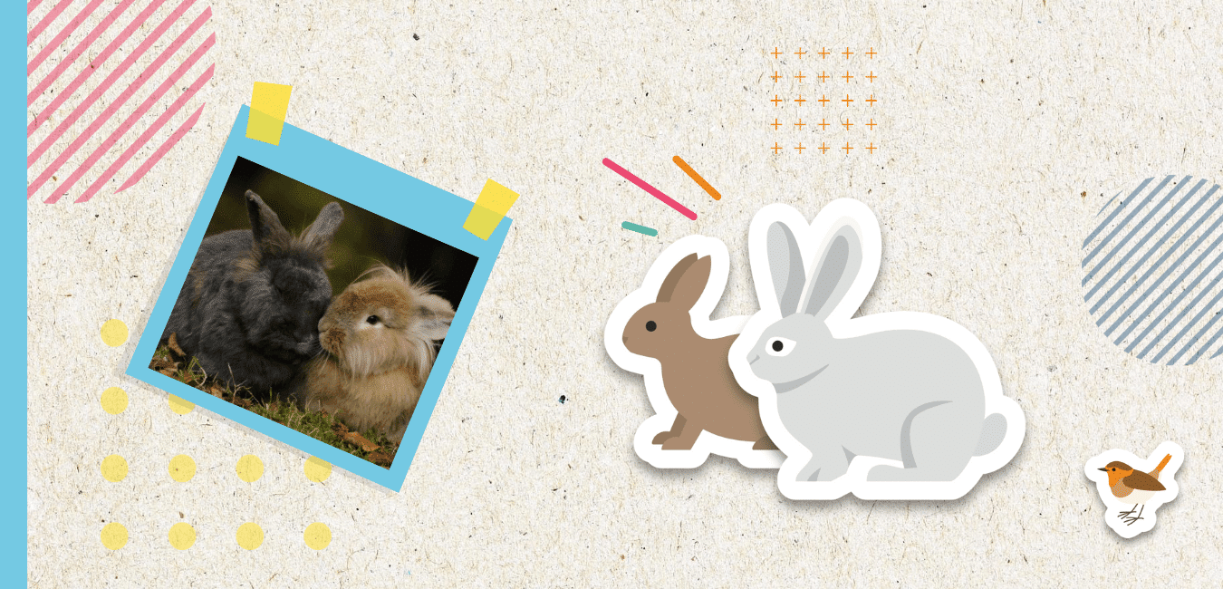 Animals at the Children's Zoo - Walton Hall and Gardens