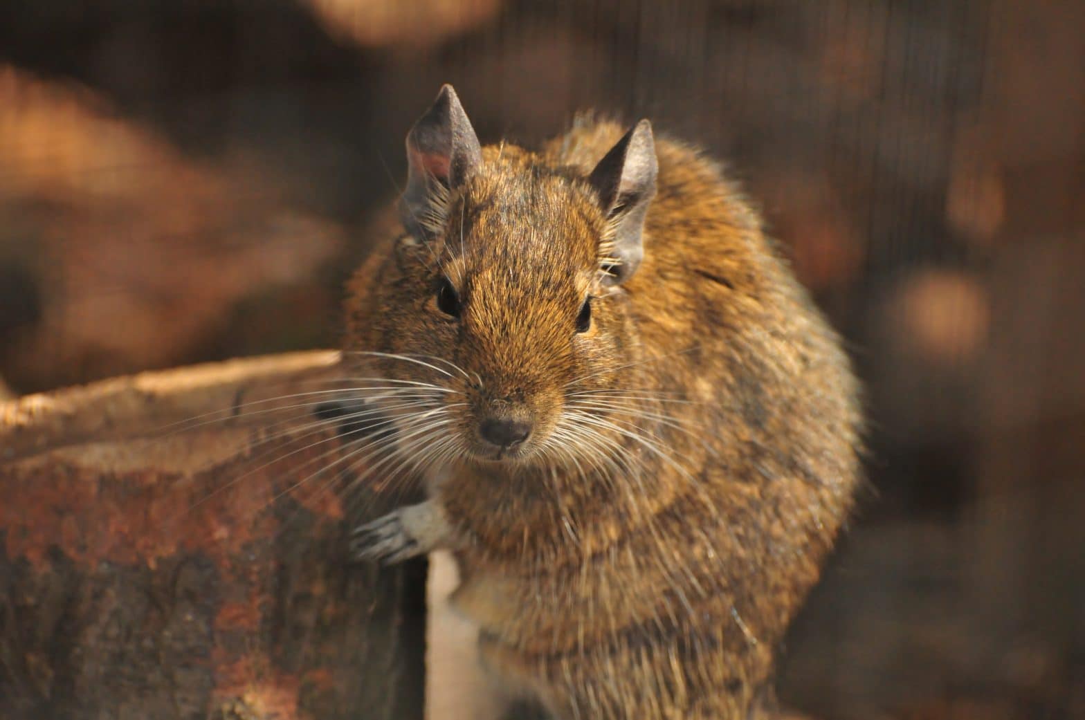 The Children's Zoo Gallery - Walton Hall and Gardens