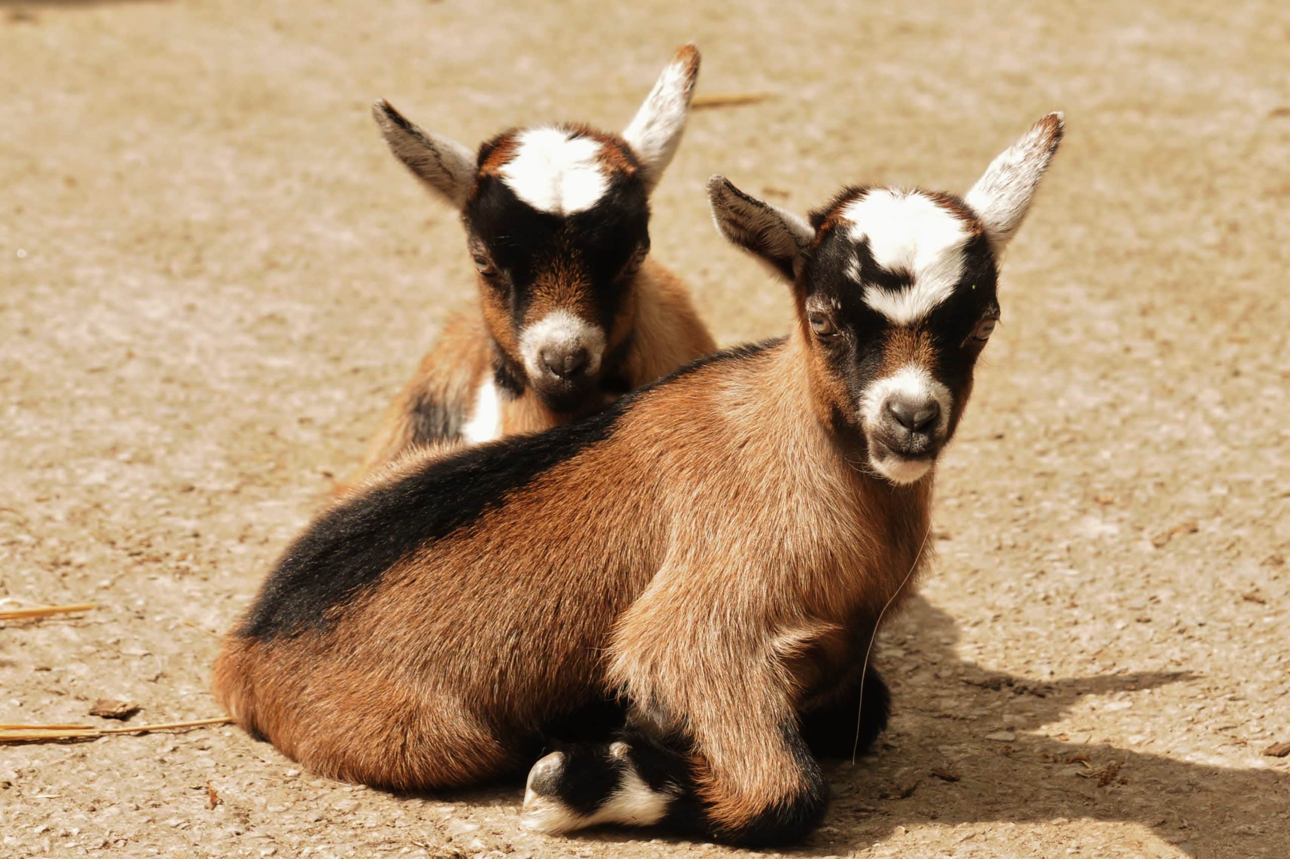 Walton's Children's Zoo welcomes three new baby goats