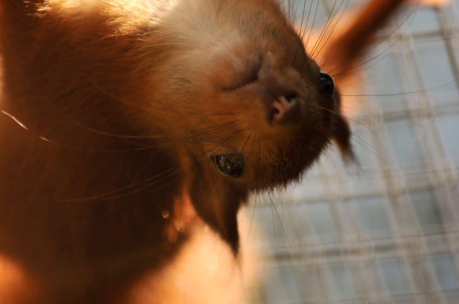 New arrivals at Walton Hall and Gardens Children's Zoo... - Walton Hall ...