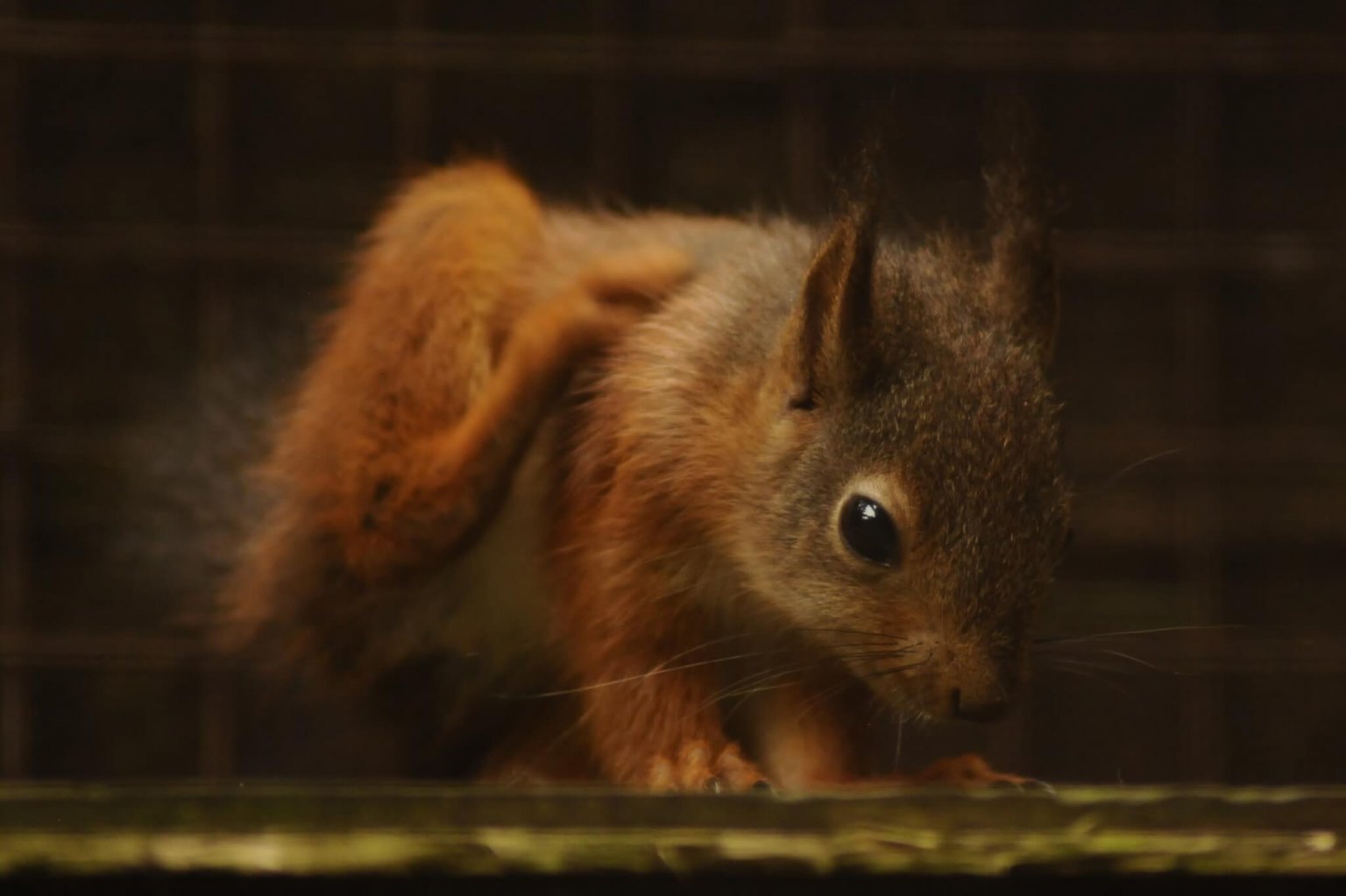 New arrivals at Walton Hall and Gardens Children's Zoo... - Walton Hall ...