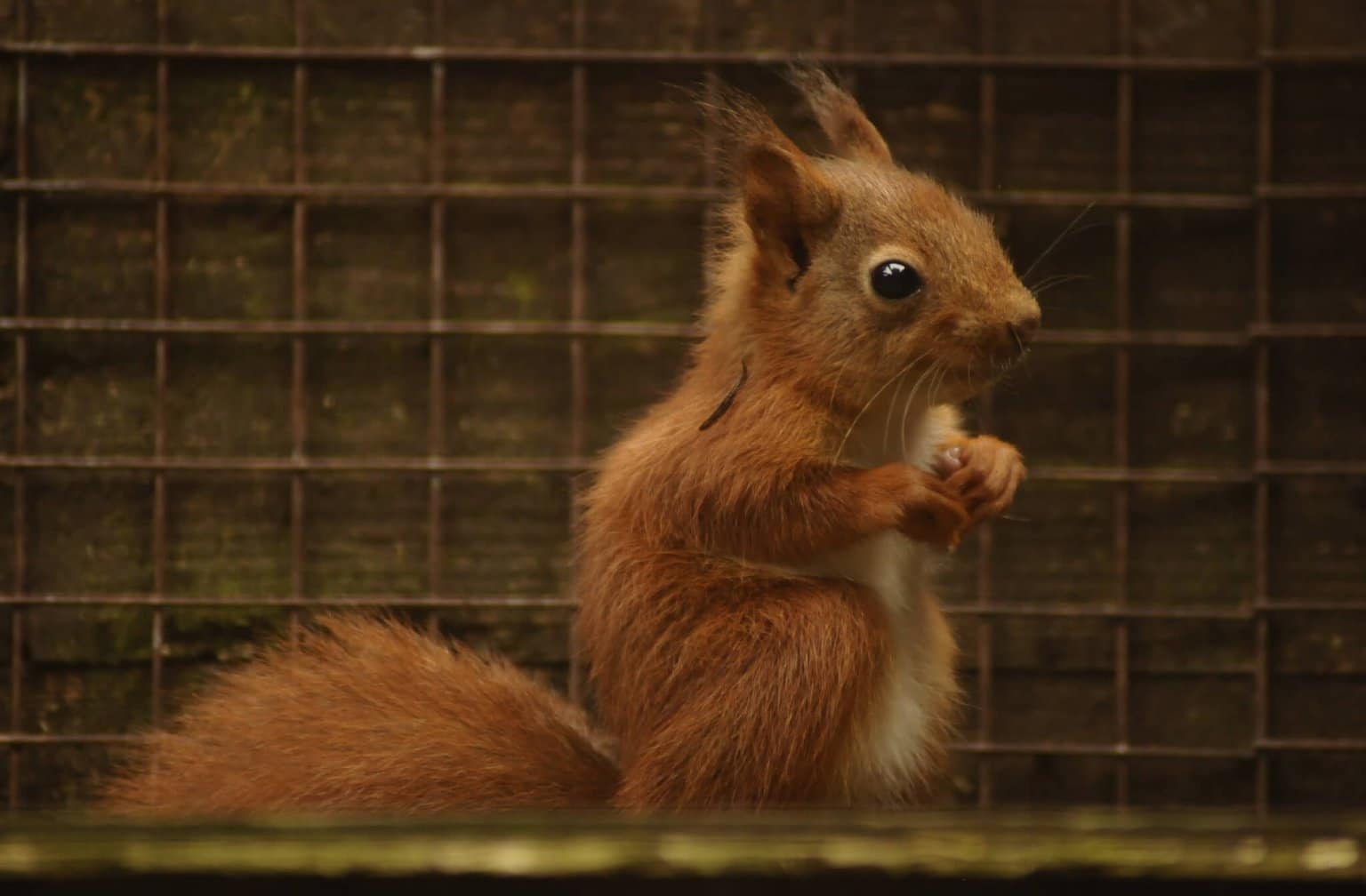 New arrivals at Walton Hall and Gardens Children's Zoo... - Walton Hall ...