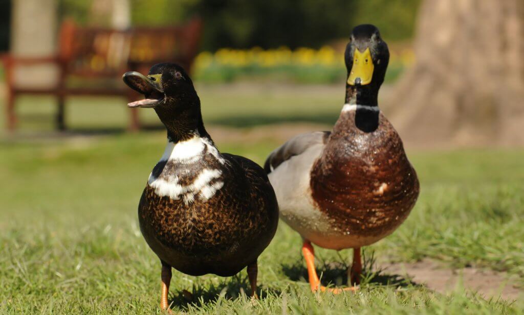 Gardens - Walton Hall and Gardens