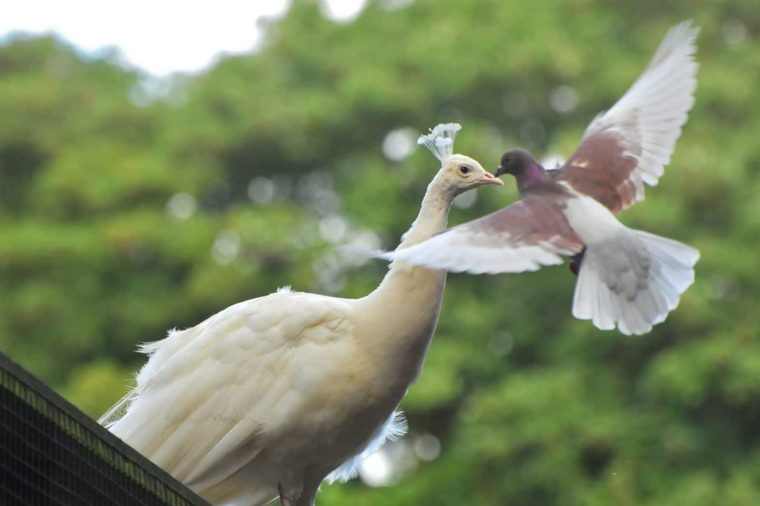 The Children's Zoo Gallery - Walton Hall and Gardens